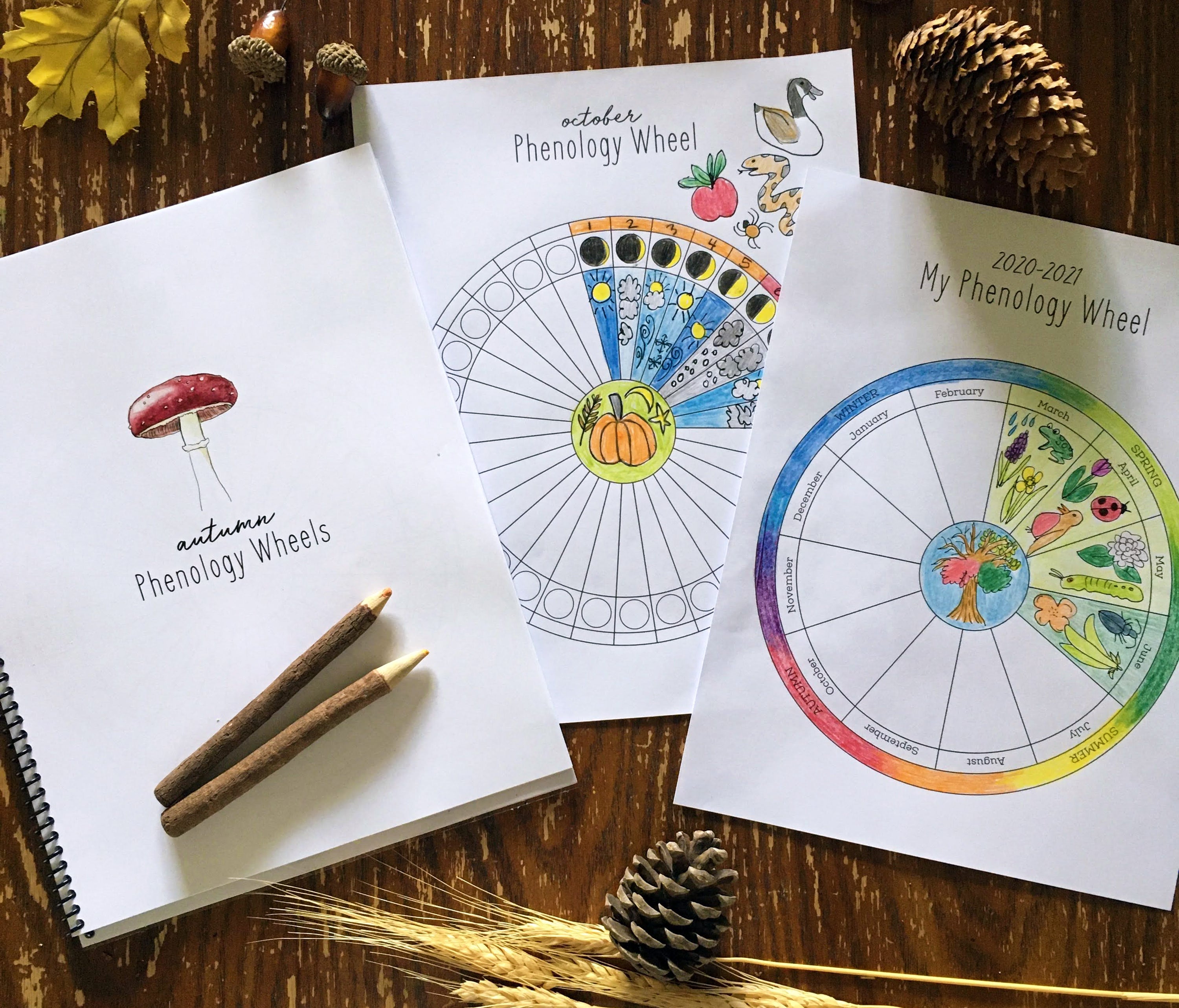 Phenology Wheels: What They Are and How to Use Them – Jack Be Nimble Kids